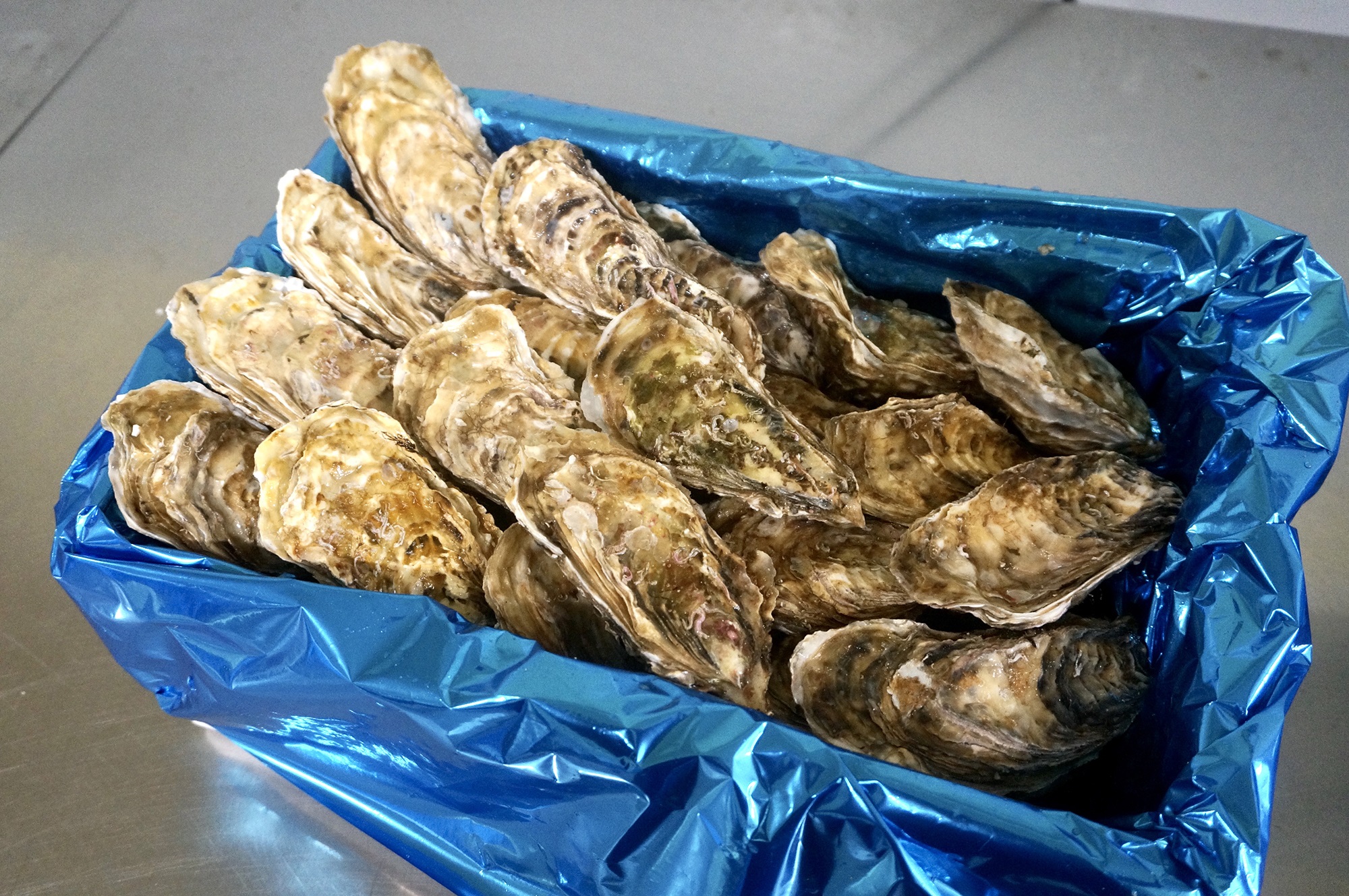 殻付き牡蠣（生食用）北海道仙鳳趾名産「昆布の森の牡蠣」 Sサイズ 小箱4Kg（約30個）1個→約90～150g - 安心安全の北海道産食材なら ...